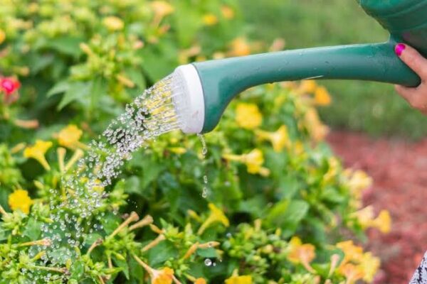 Merawat Tanaman, Tips Agar Tumbuh Sehat dan Subur