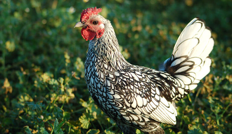 10 Jenis Ayam Kate yang Cocok Menjadi Peliharaan