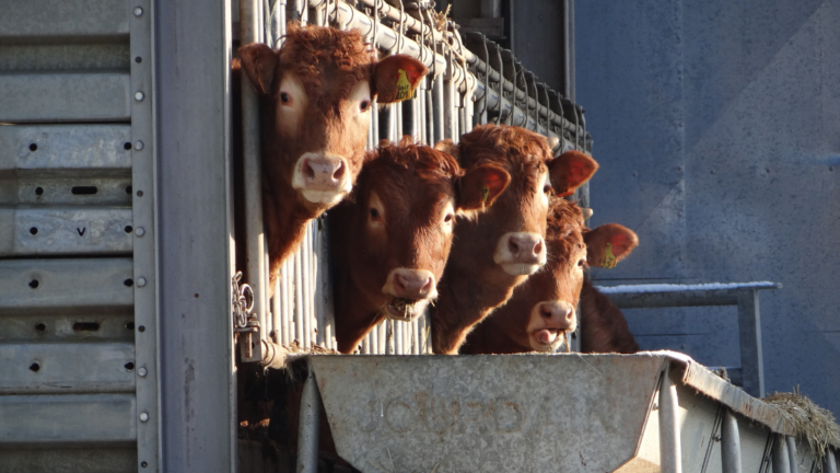 Cepat Gemuk, Inilah Jenis Pakan Ternak Sapi Potong yang Baik