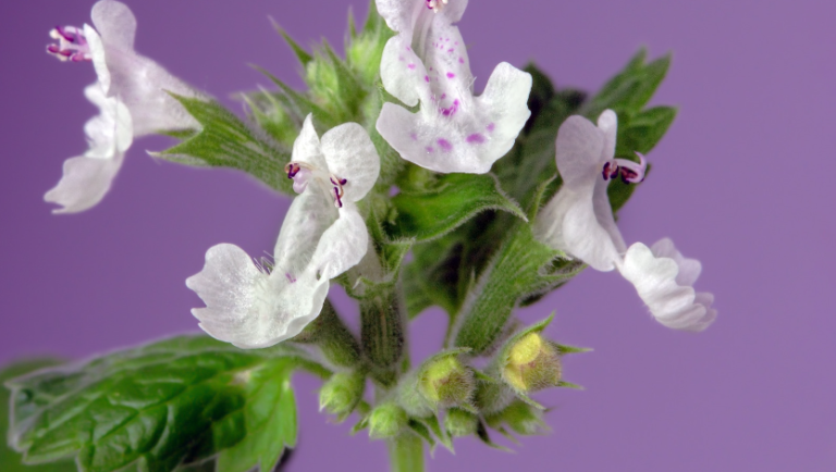 Tanaman Catnip, Manfaat dan Cara Merawatnya