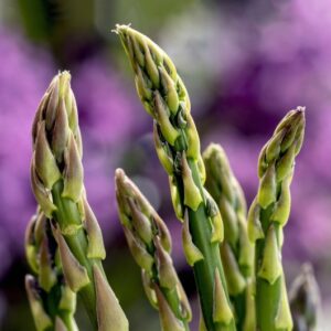 Tanaman Asparagus, Manfaat dan Cara Menanamnya