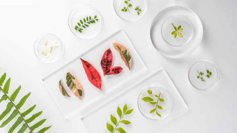 Tanaman Transgenik dan Jenis-Jenisnya