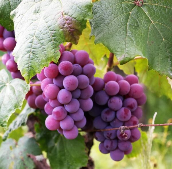 Cara Menanam Anggur dari Biji untuk Pemula