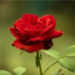 Cara Menanam Bunga Mawar dengan Stek Batang untuk Pemula