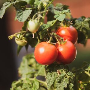 Mudah Banget! Inilah Cara Menanam Tomat di Pot atau Polybag