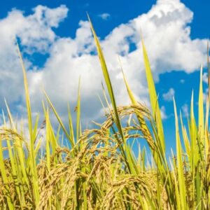 Mengenal 5 Hama Padi dan Cara Efektif Mengendalikannya