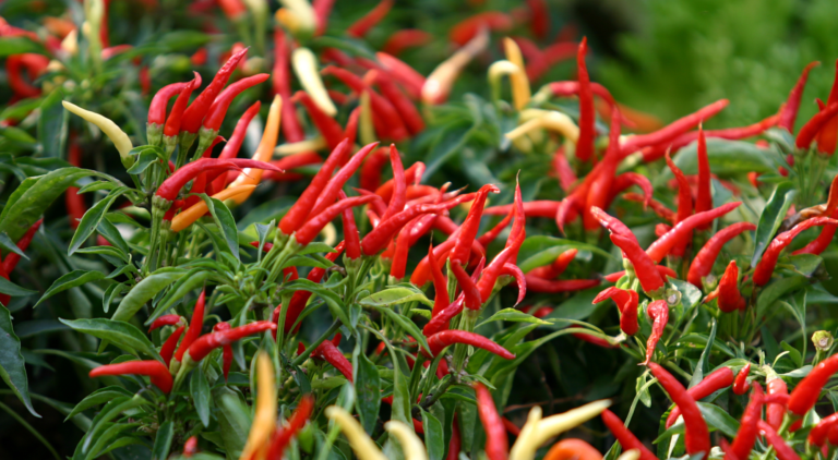 Gejala Awal Tanaman Cabe Terserang Hama: Kenali Tanda-tandanya