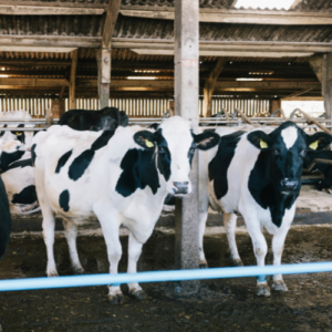 Budidaya Sapi Perah: Panduan Lengkap untuk Peternak Pemula