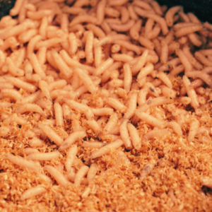 Budidaya Maggot: Peran Penting dalam Ekosistem dan Keberlanjutan