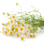 Chamomile: Bunga Kecil dengan Sejuta Manfaat dan Sejarah Panjang