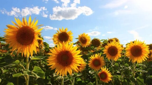 Bunga Matahari: Manfaat, Cara Menanam, dan Perawatannya