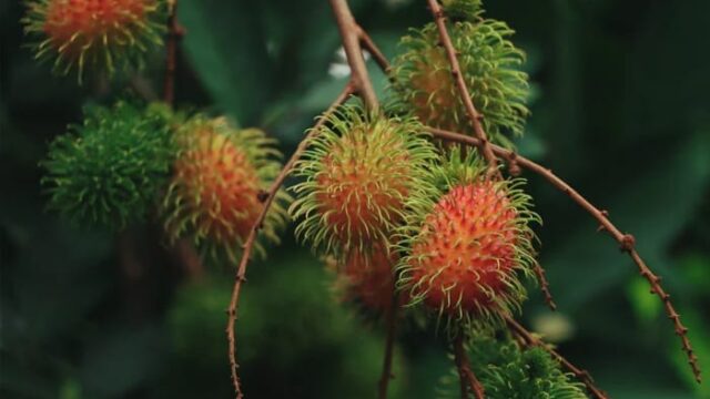 Minyak Nilam Indonesia: Dari Ladang Aceh ke Dunia Parfum